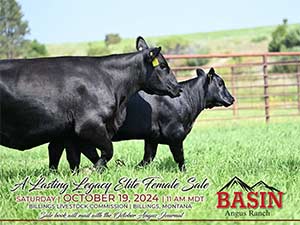 Montana Performance Bull Co-op | Basin Angus Ranch